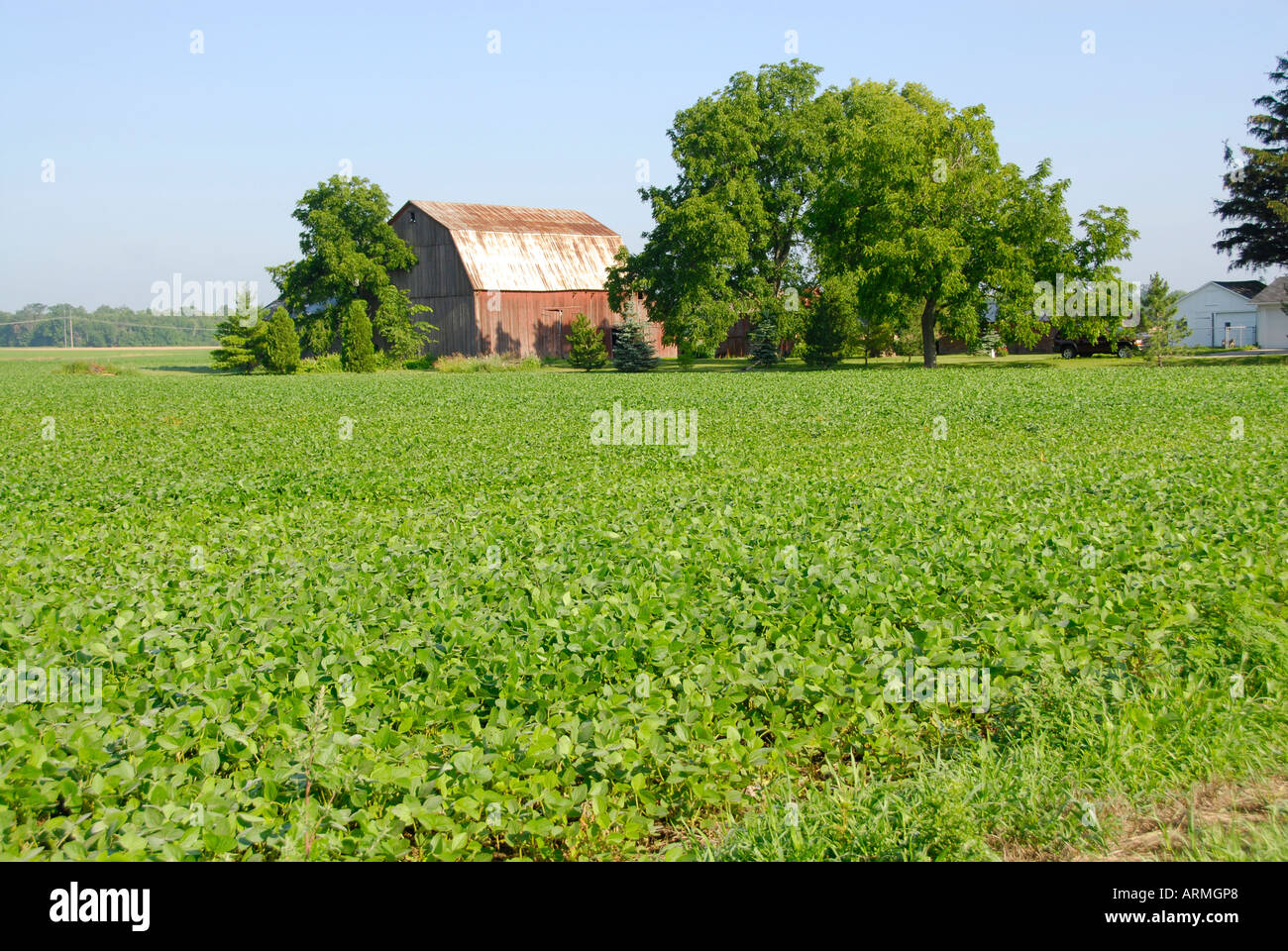 Soybean crop in an Indiana farm field Stock Photo - Alamy