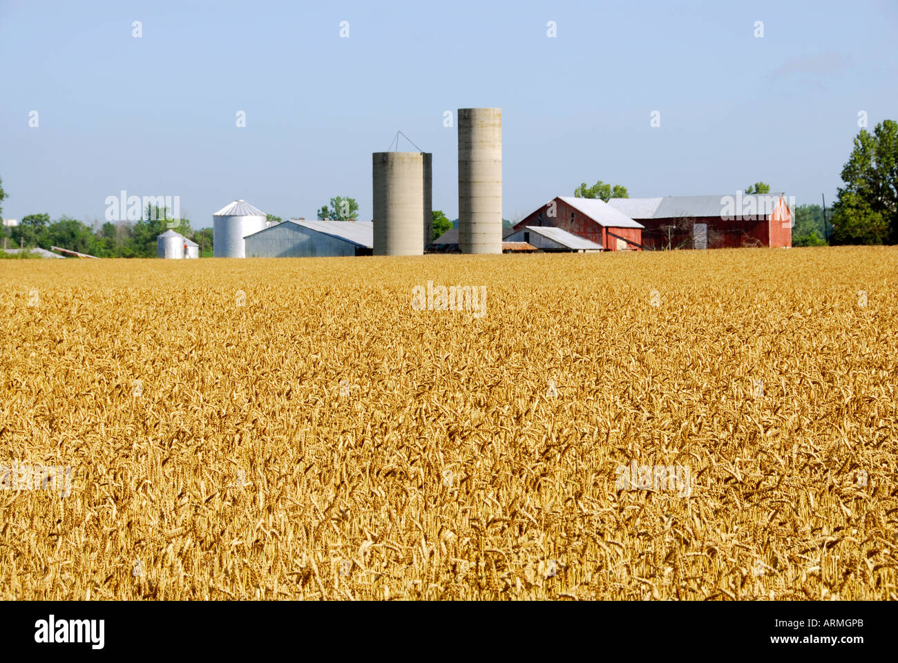 Wheat crop in an Indiana farm field Stock Photo - Alamy
