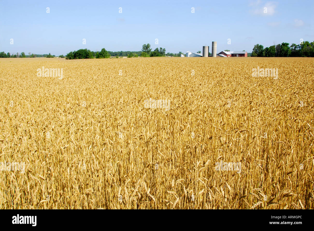 Wheat crop in an Indiana farm field Stock Photo - Alamy