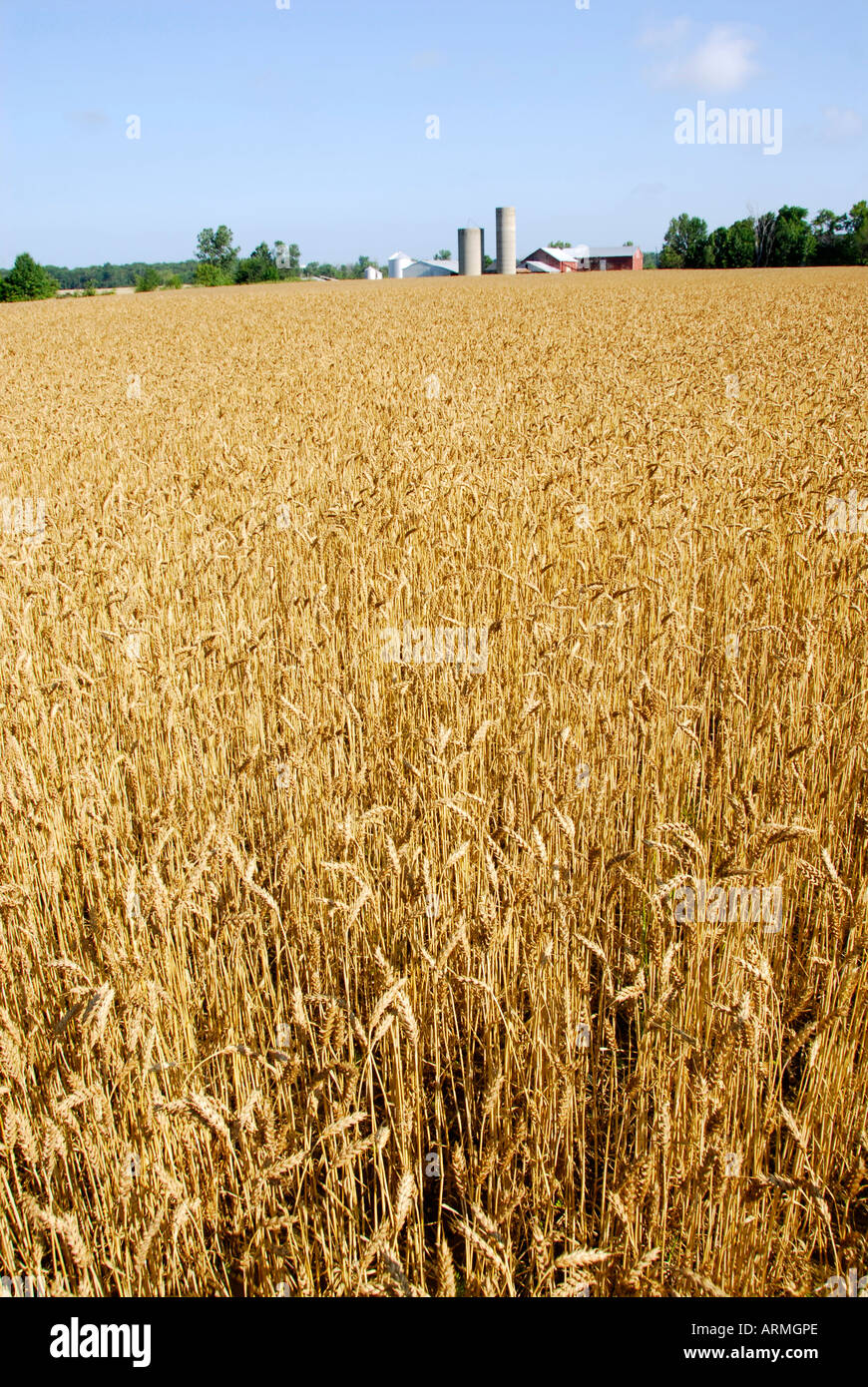 Wheat crop in an Indiana farm field Stock Photo - Alamy
