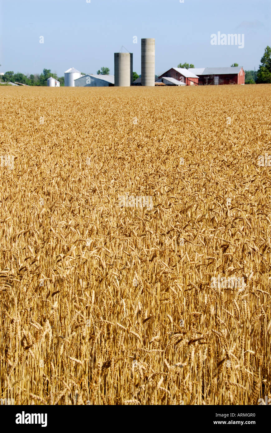 Wheat crop in an Indiana farm field Stock Photo - Alamy