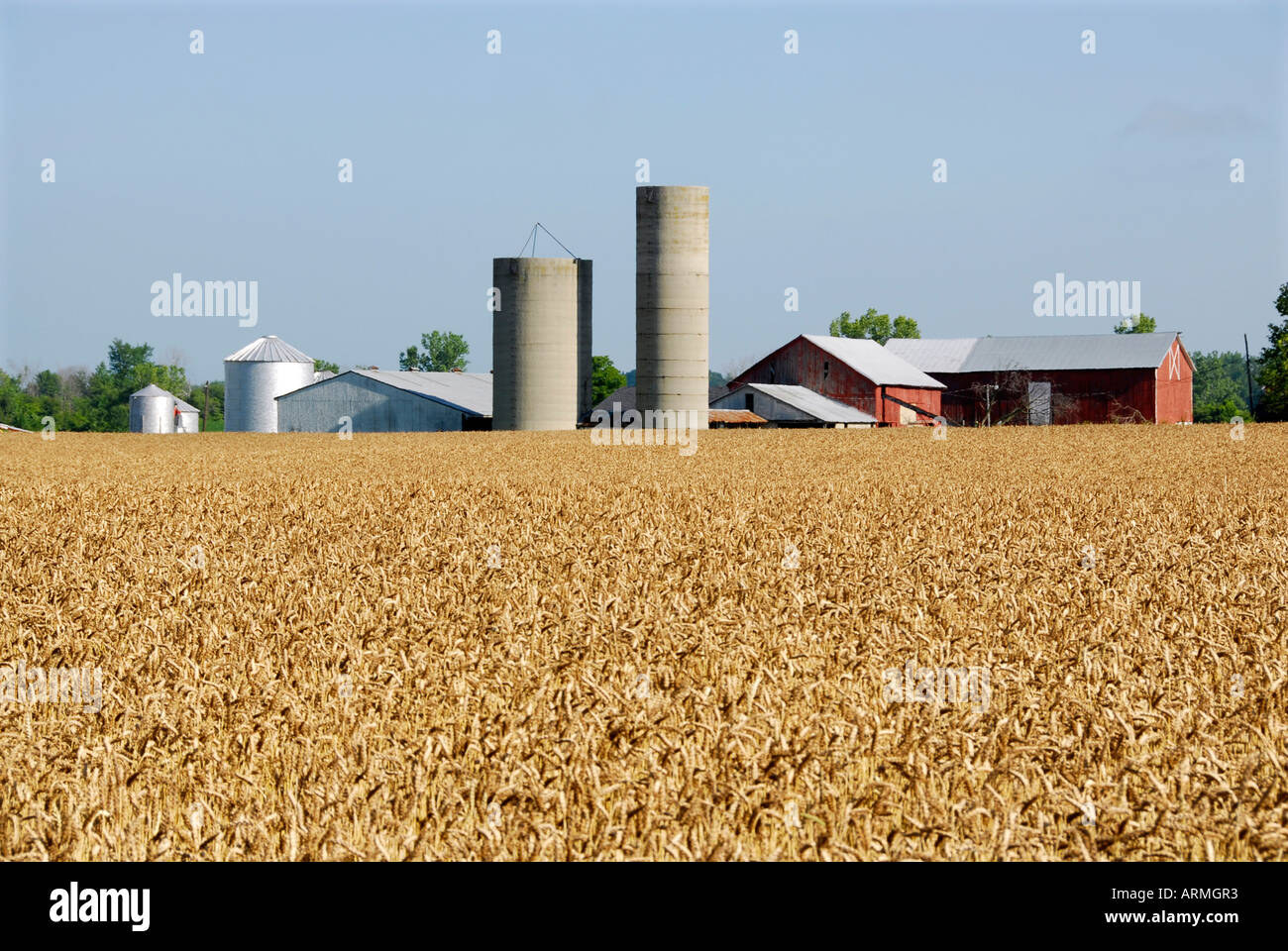 Wheat crop in an Indiana farm field Stock Photo - Alamy