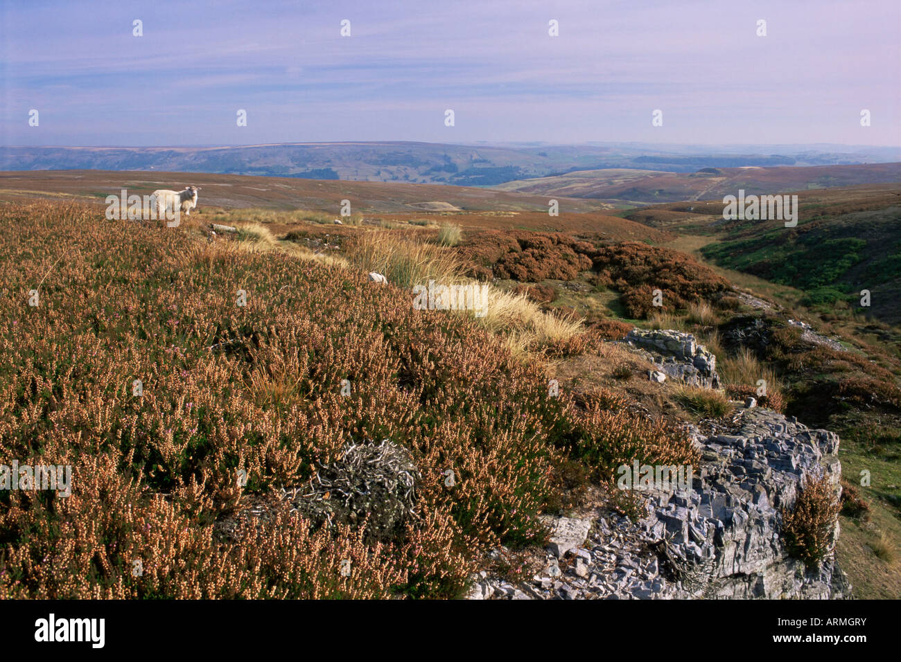 Grouse moors hi-res stock photography and images - Alamy