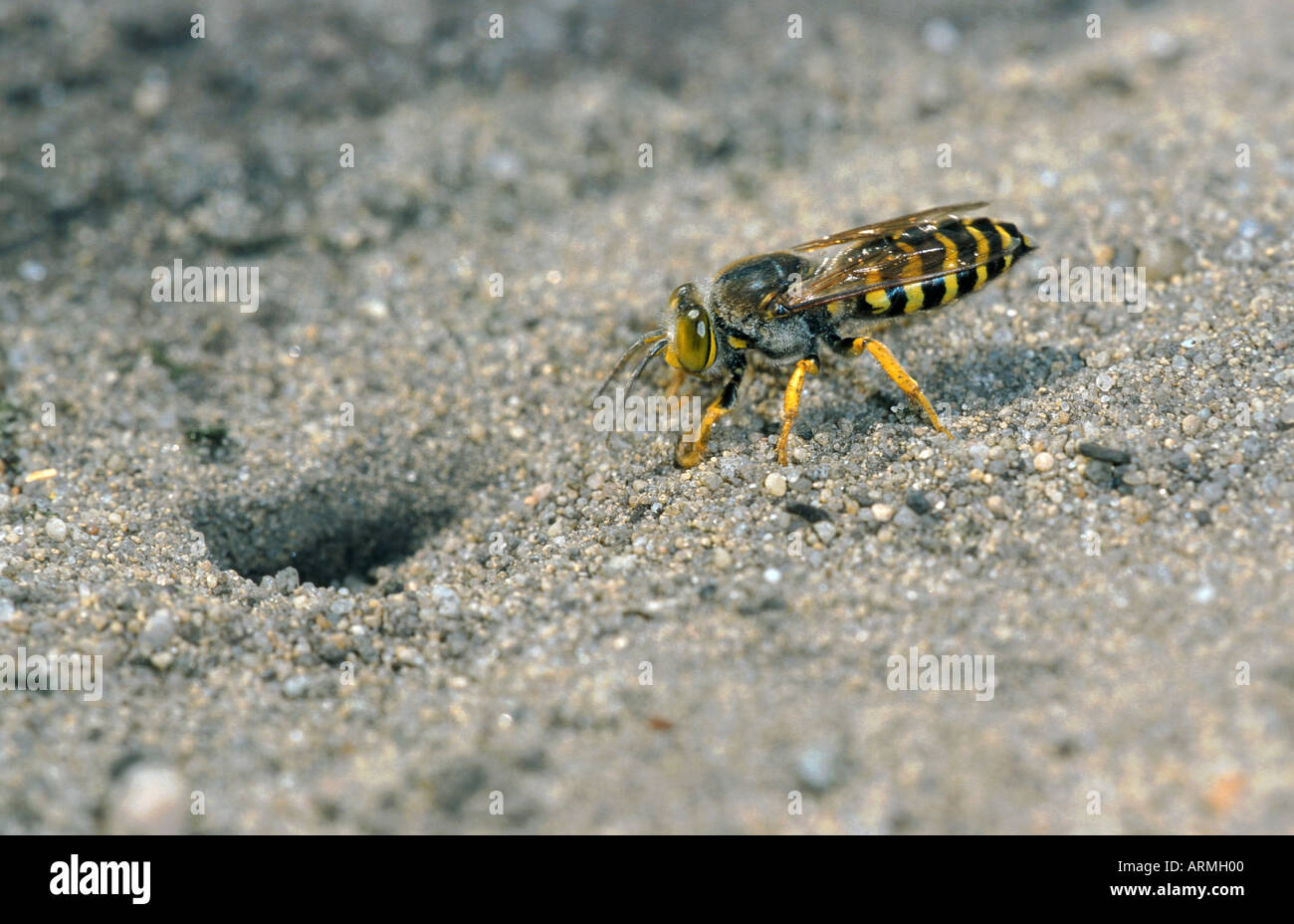 Bembix Rostrata Stock Photos & Bembix Rostrata Stock Images - Alamy