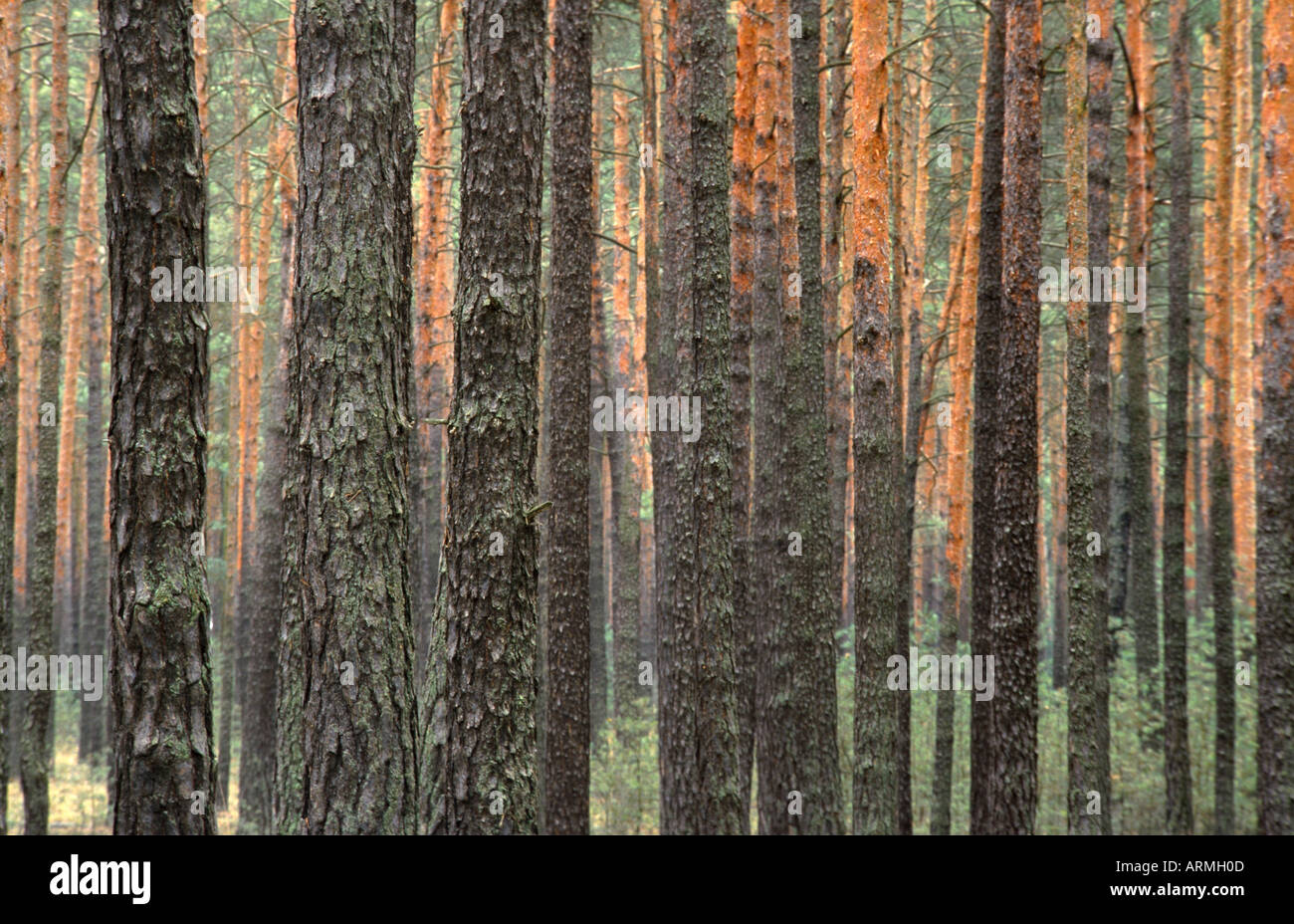 Scotch pine, scots pine (Pinus sylvestris), forest, Germany ...