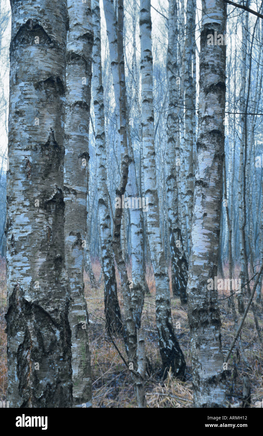 Section silver birch tree hi-res stock photography and images - Alamy