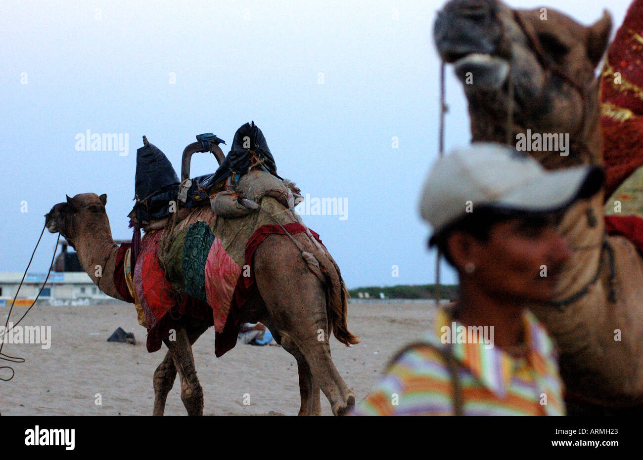 Camel rides on Mandvi beach, Gujarat, India Stock Photo - Alamy