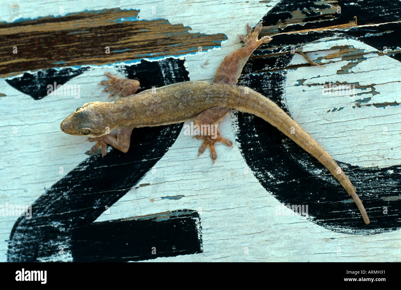 Asian house gecko, Thailand house gecko, flat-tailed gecko, flattail ...