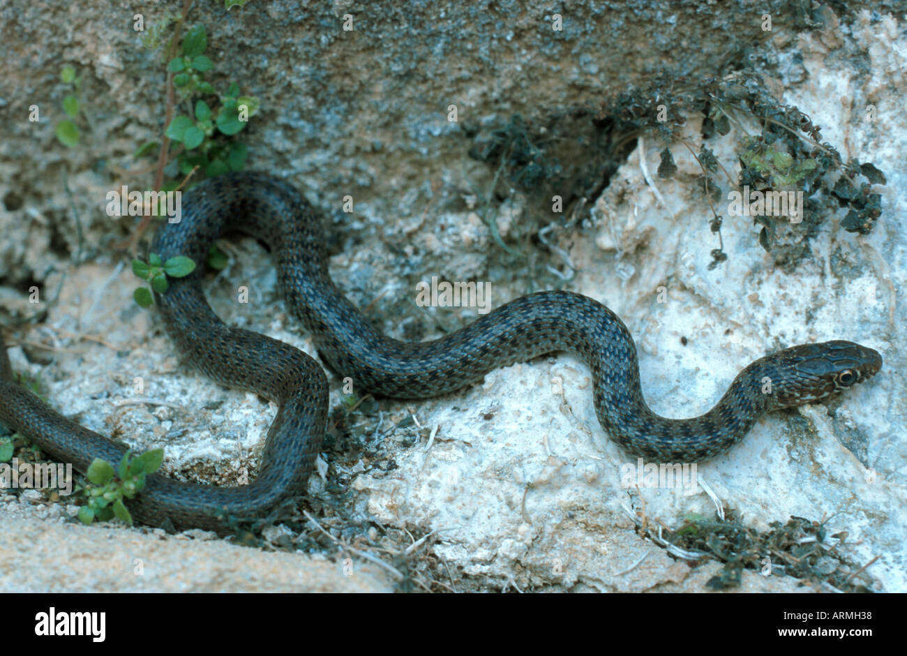 green whip snake, large whip snake (Coluber jugularis Stock Photo - Alamy