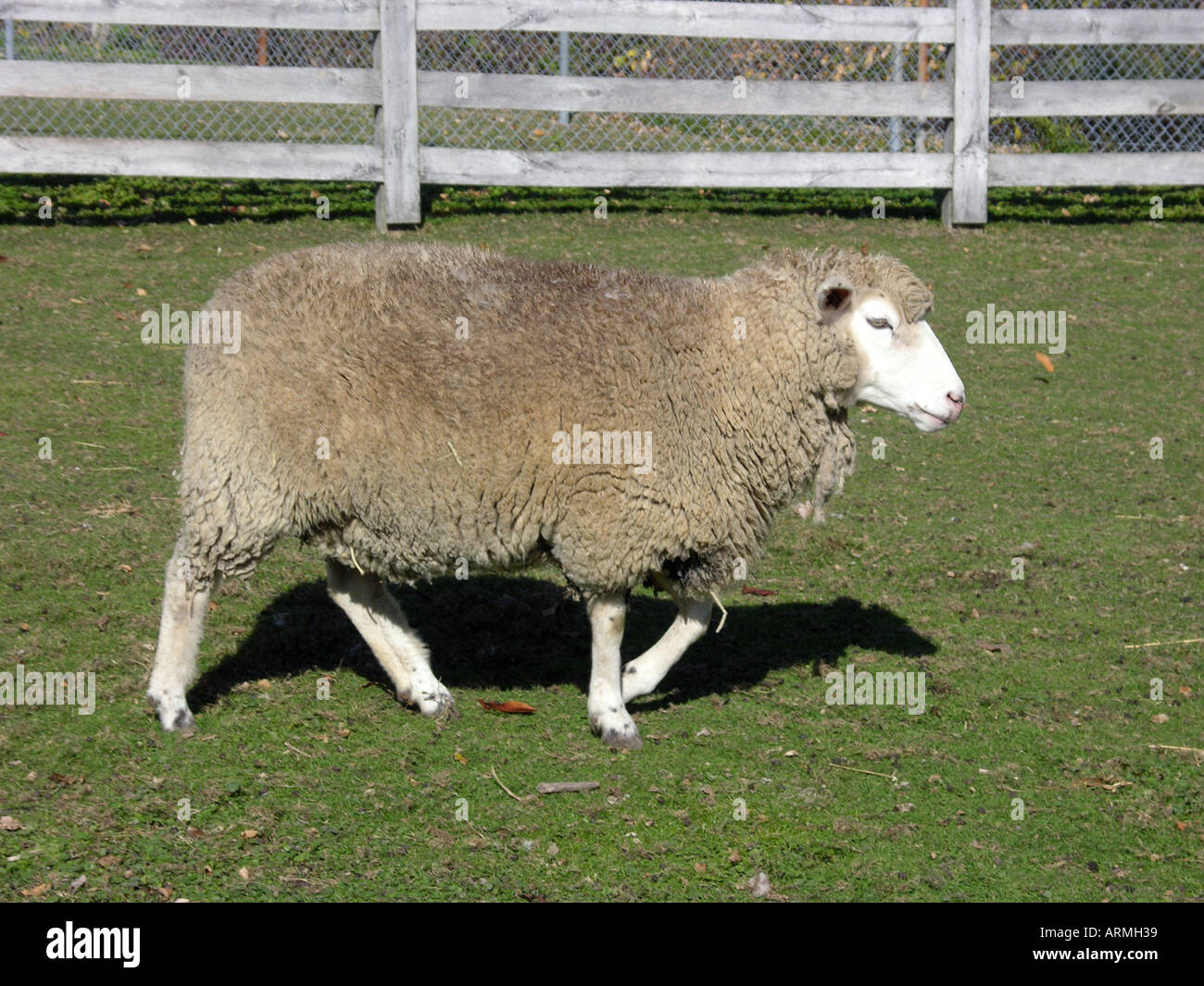 Domestic Sheep lamb Stock Photo - Alamy