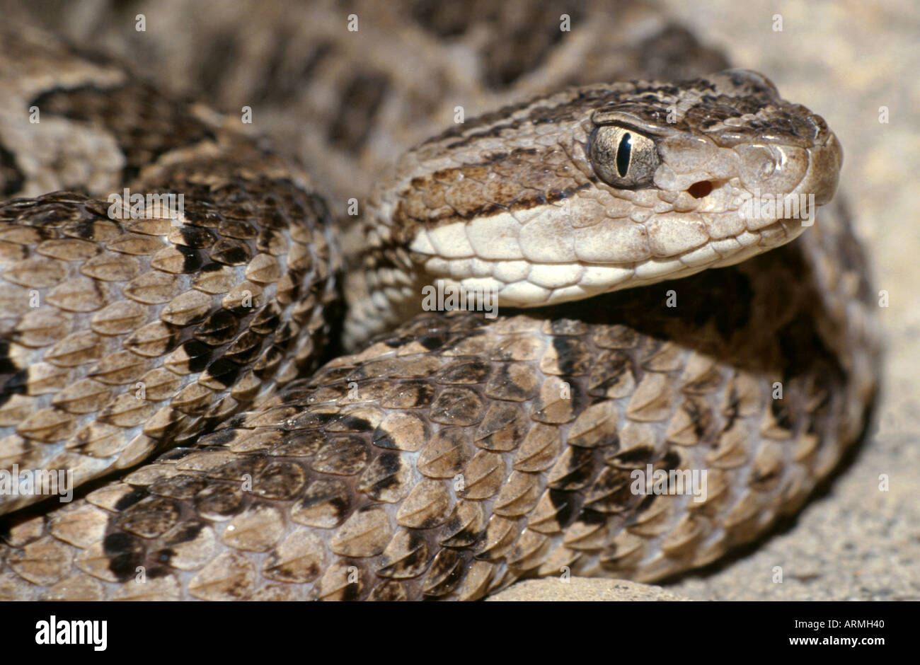 jararaca pintada, Neuwied's lancehead (Bothrops neuwiedi), portrait ...