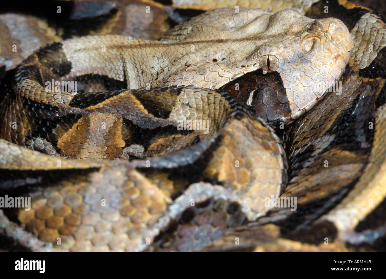 Gaboon viper (Bitis gabonica), portrait Stock Photo - Alamy