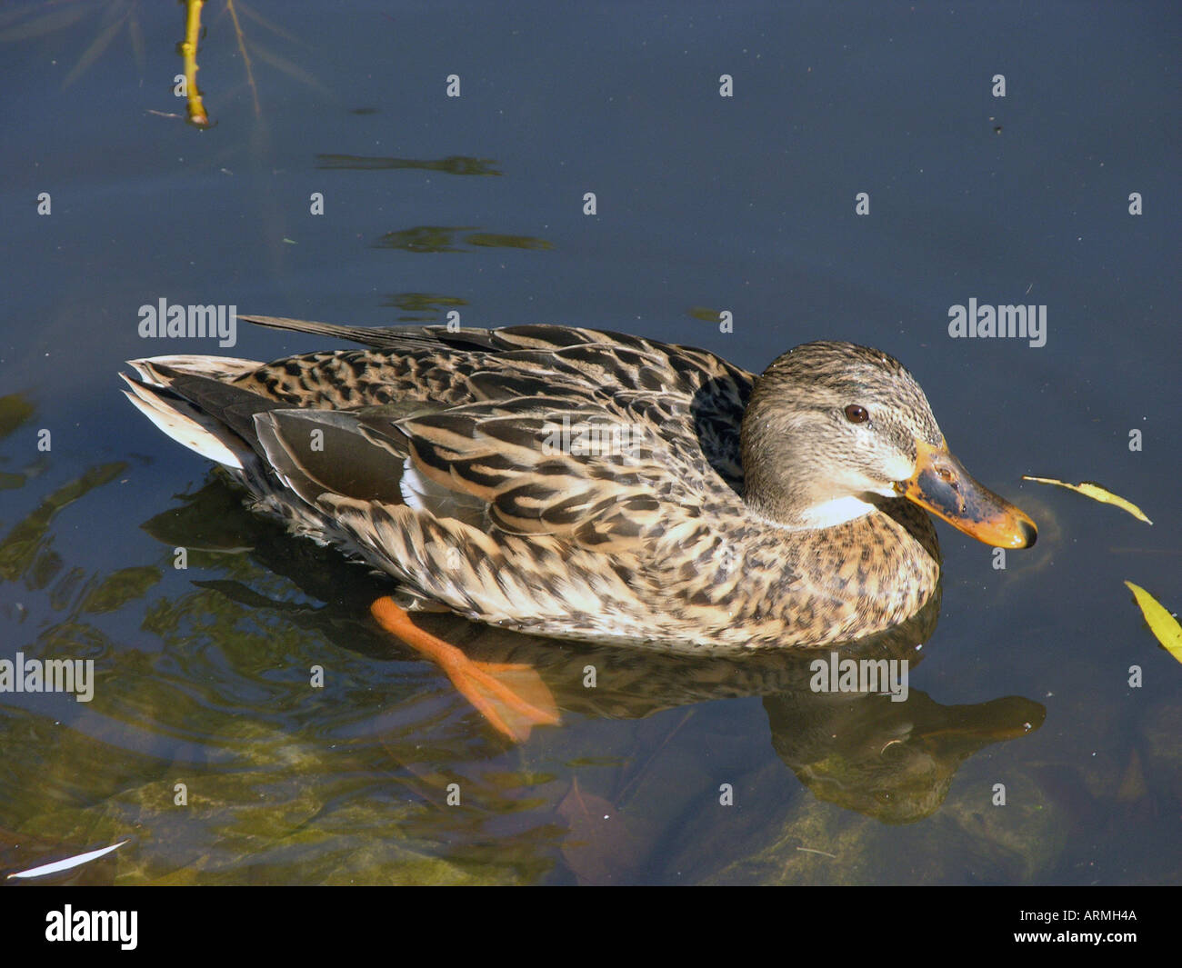 Female Mallard Duck Stock Photo - Alamy