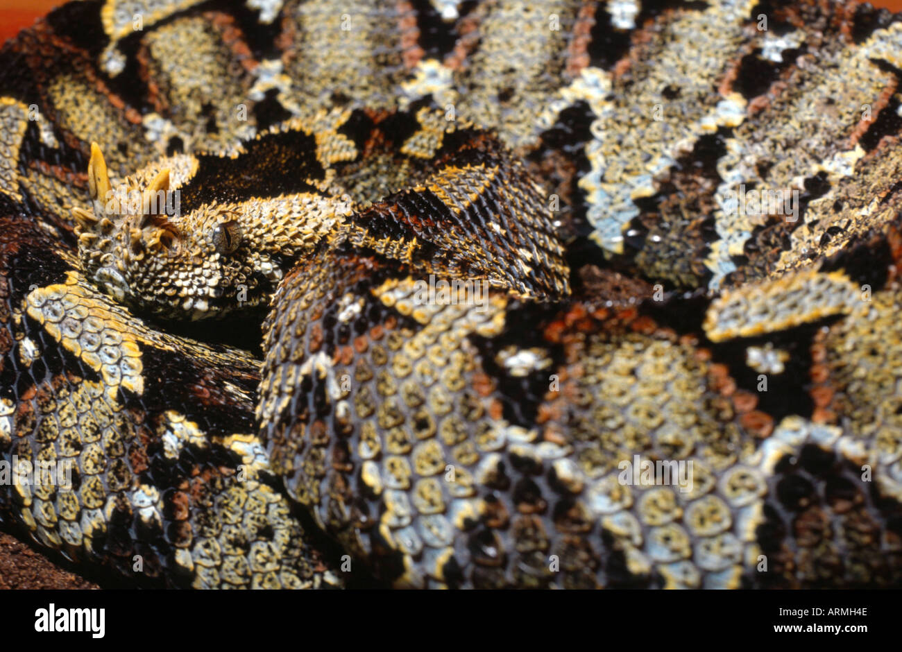 Rhinoceros viper (bitis nasicornis) hi-res stock photography and images ...