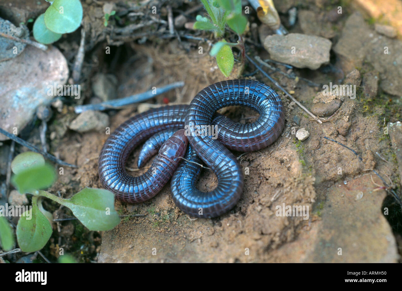 Mediterranean worm lizard (Blanus cinereus Stock Photo - Alamy