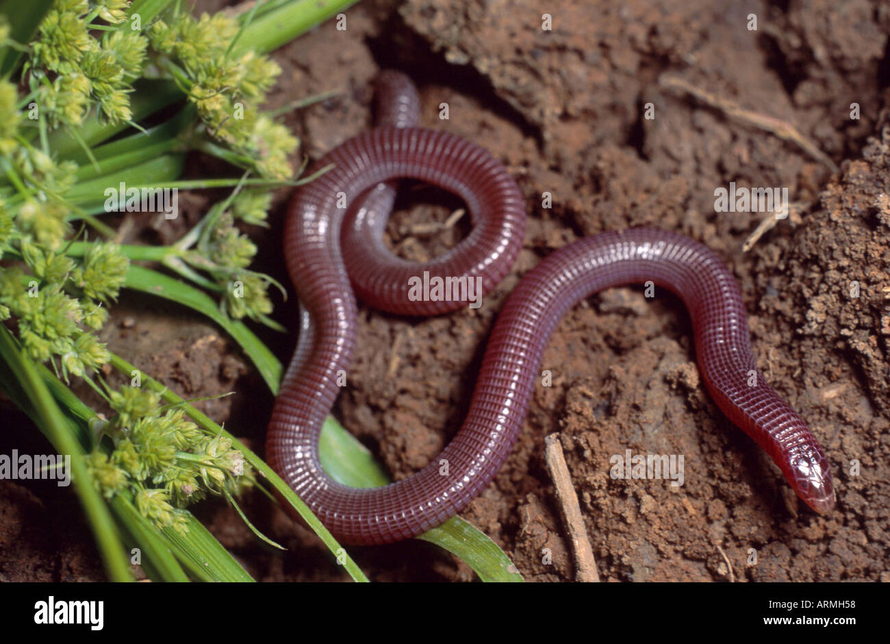 Prunicolor hi-res stock photography and images - Alamy