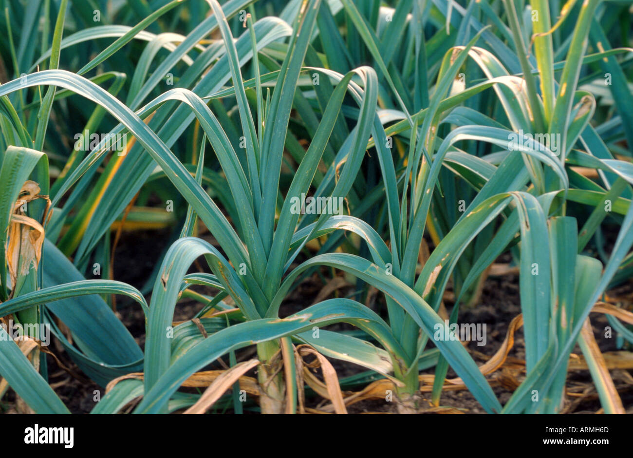 Allium comestible hi-res stock photography and images - Alamy