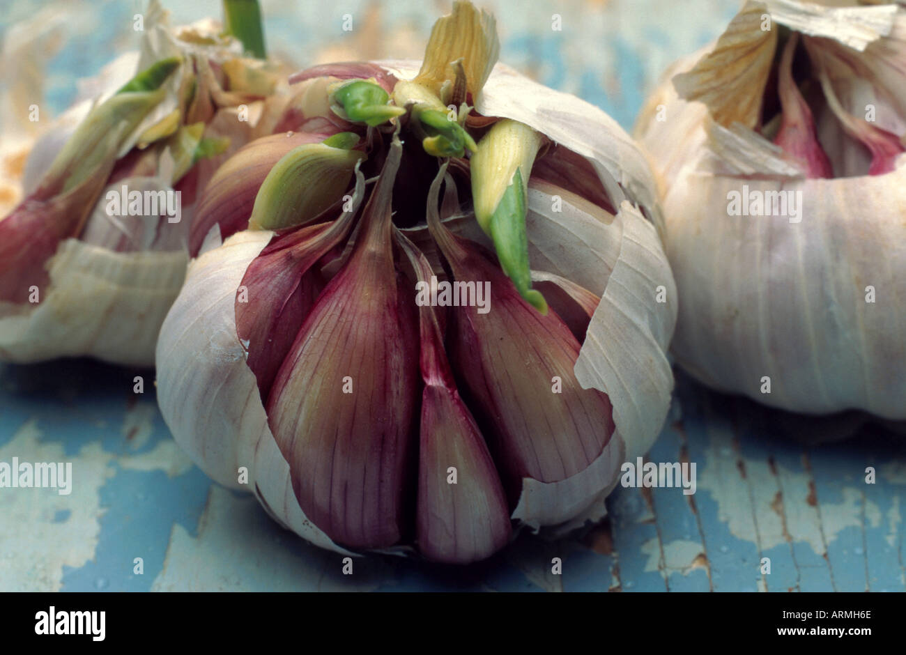 common garlic (Allium sativum), germinating bulbs Stock Photo - Alamy
