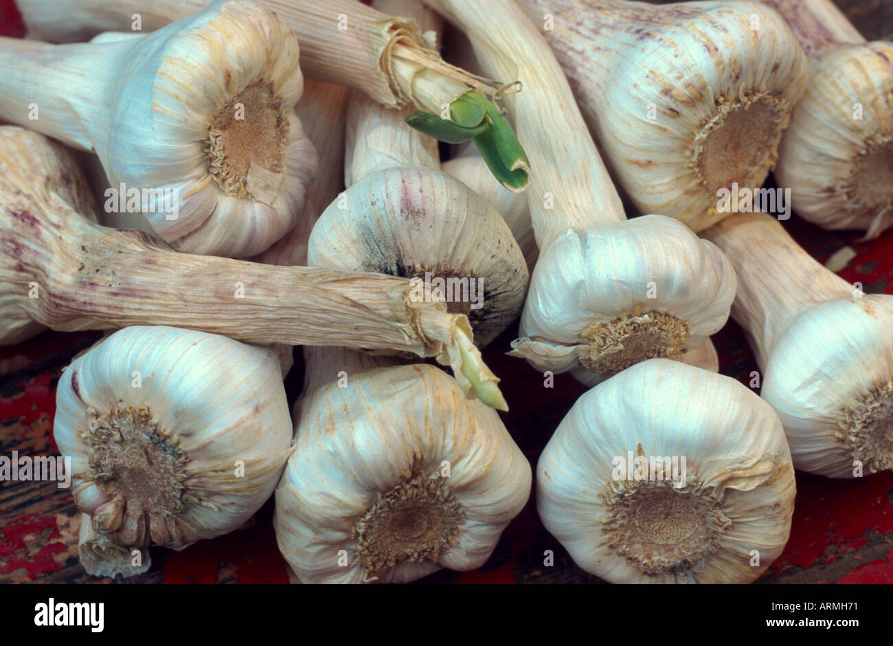 common garlic (Allium sativum), bulbs Stock Photo - Alamy