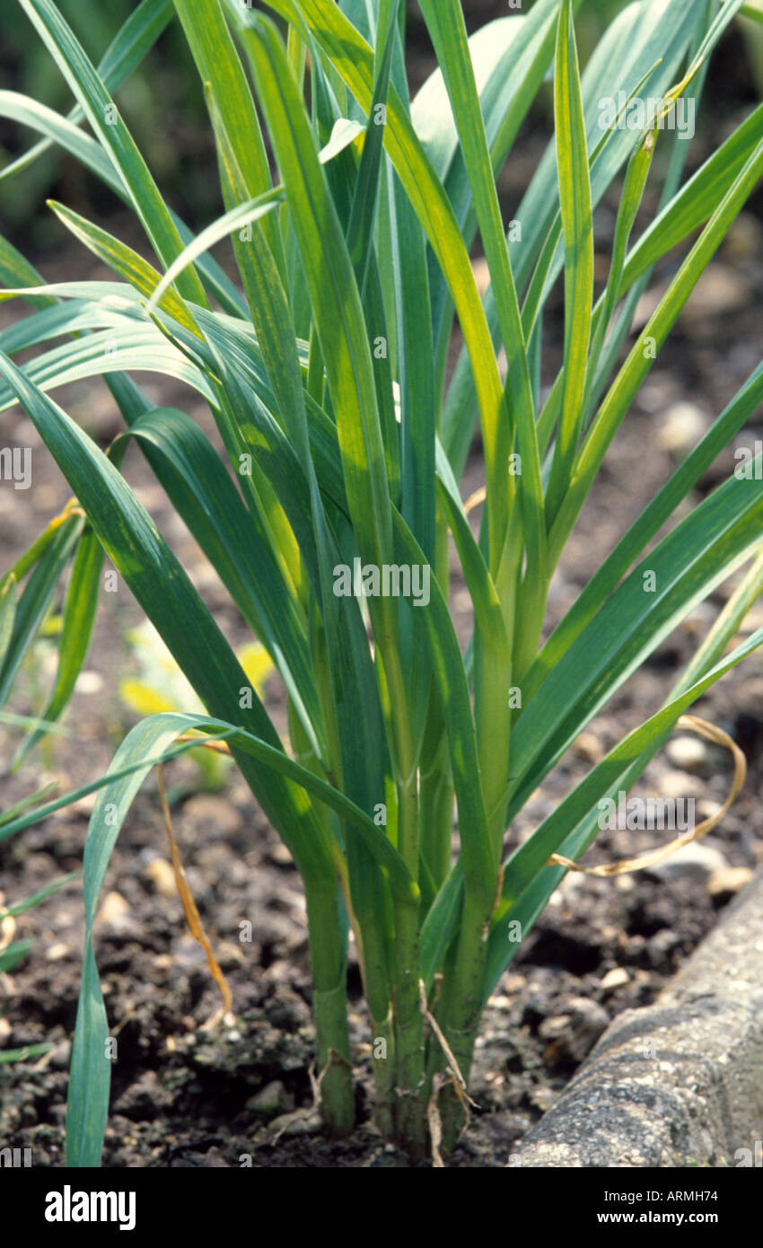 common garlic (Allium sativum), leaves Stock Photo: 5251443 - Alamy