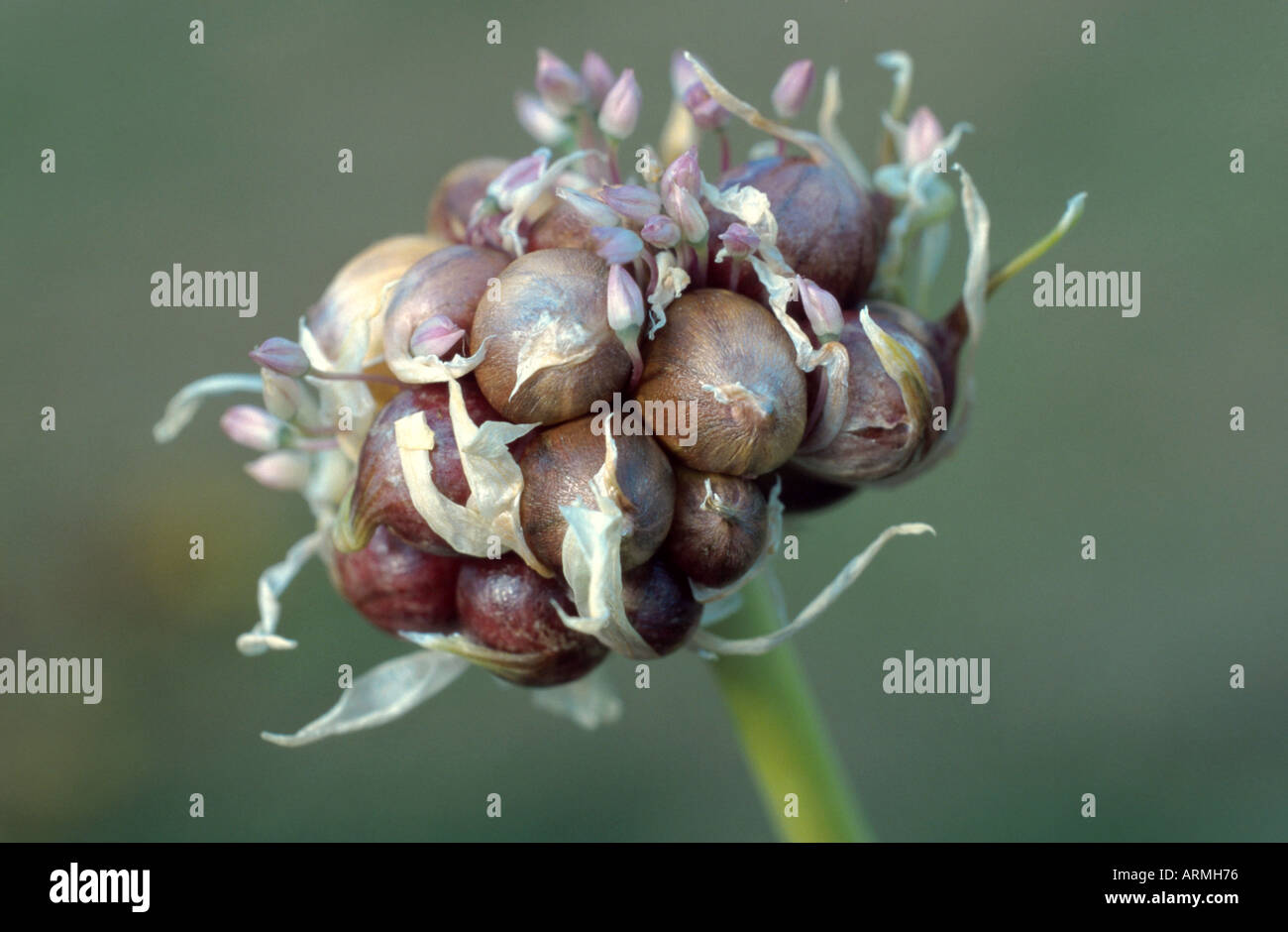 common garlic (Allium sativum), blossoms and fruits Stock Photo - Alamy