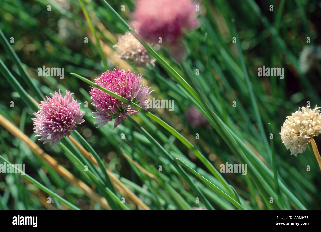 Sand leek allium schoenoprasum hi-res stock photography and images - Alamy