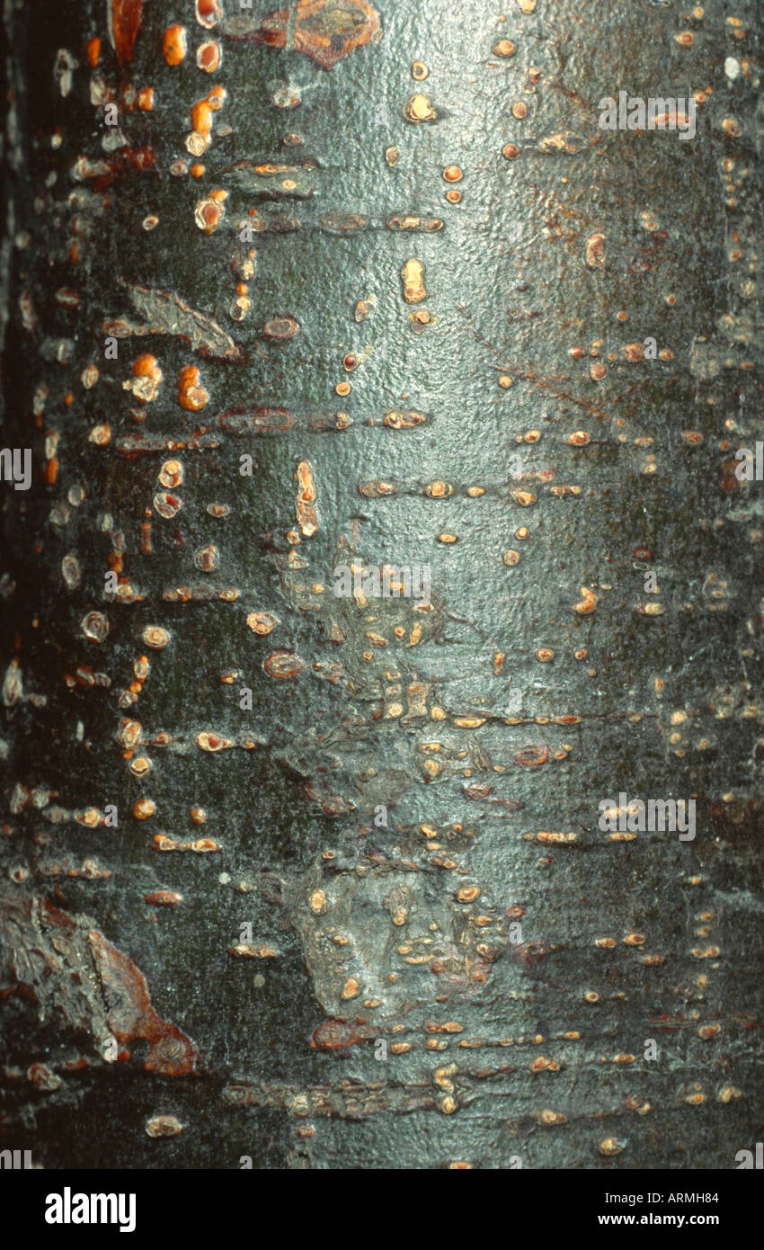 common alder, black alder, European alder (Alnus glutinosa), bark Stock ...