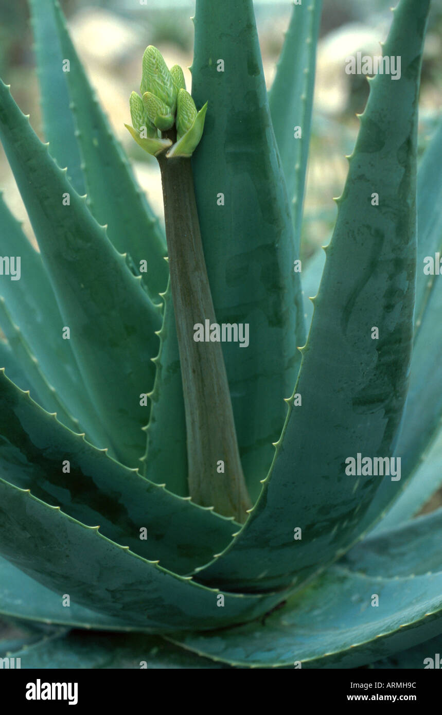 Development of inflorescences hi-res stock photography and images - Alamy