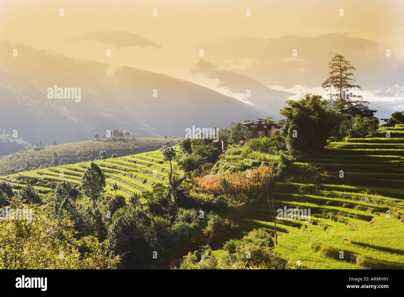 Bhutan rice fields hi-res stock photography and images - Alamy