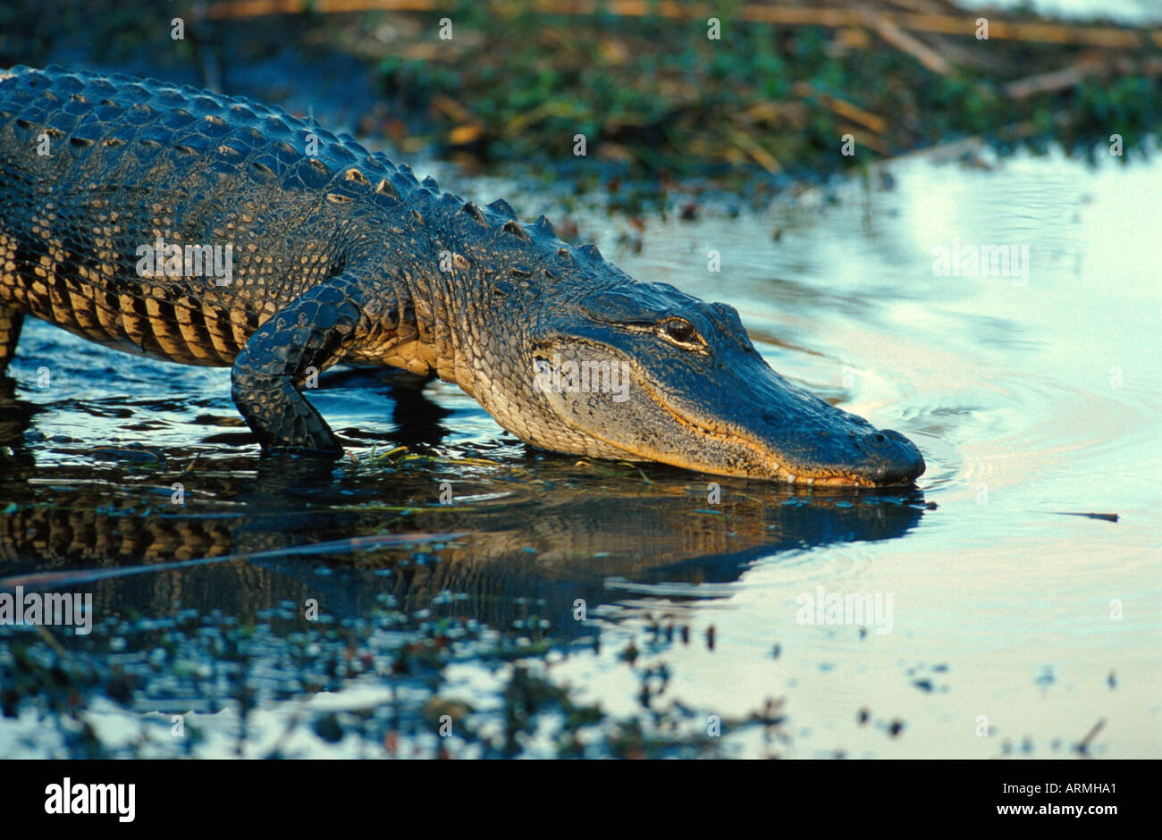 American alligator alligator mississippiensis walking hi-res stock ...