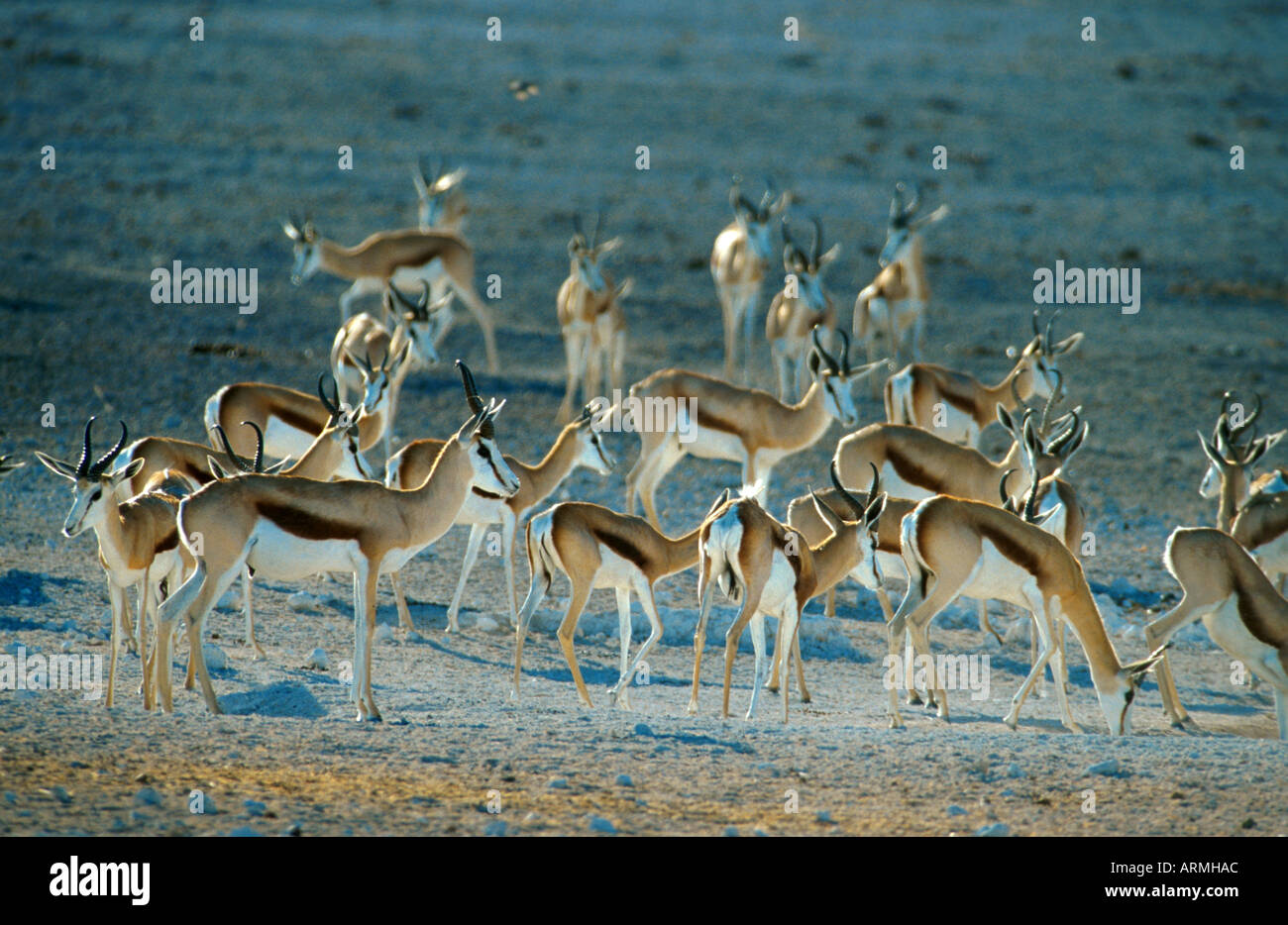 Food south africa springbok hi-res stock photography and images - Alamy