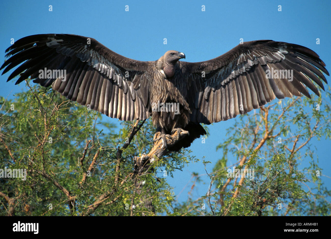 Asian white backed vulture hi-res stock photography and images - Alamy