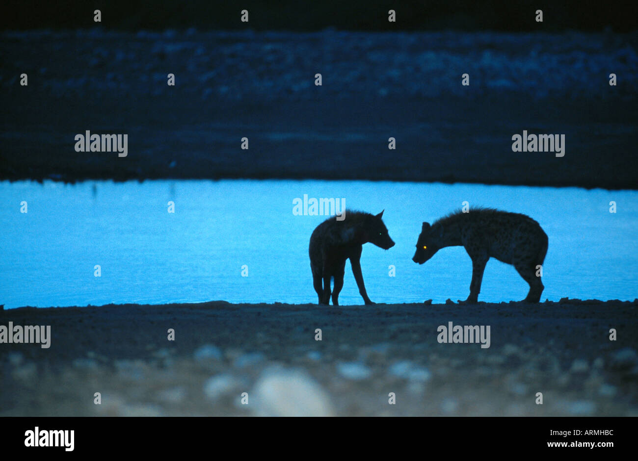 spotted hyena (Crocuta crocuta), at waterhole in twilight, Namibia ...