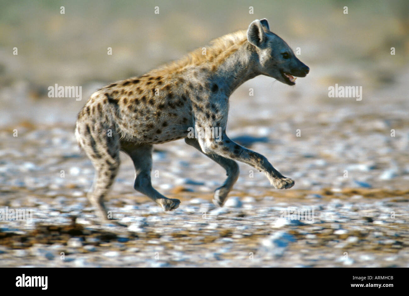 Side view running hyena hi-res stock photography and images - Alamy