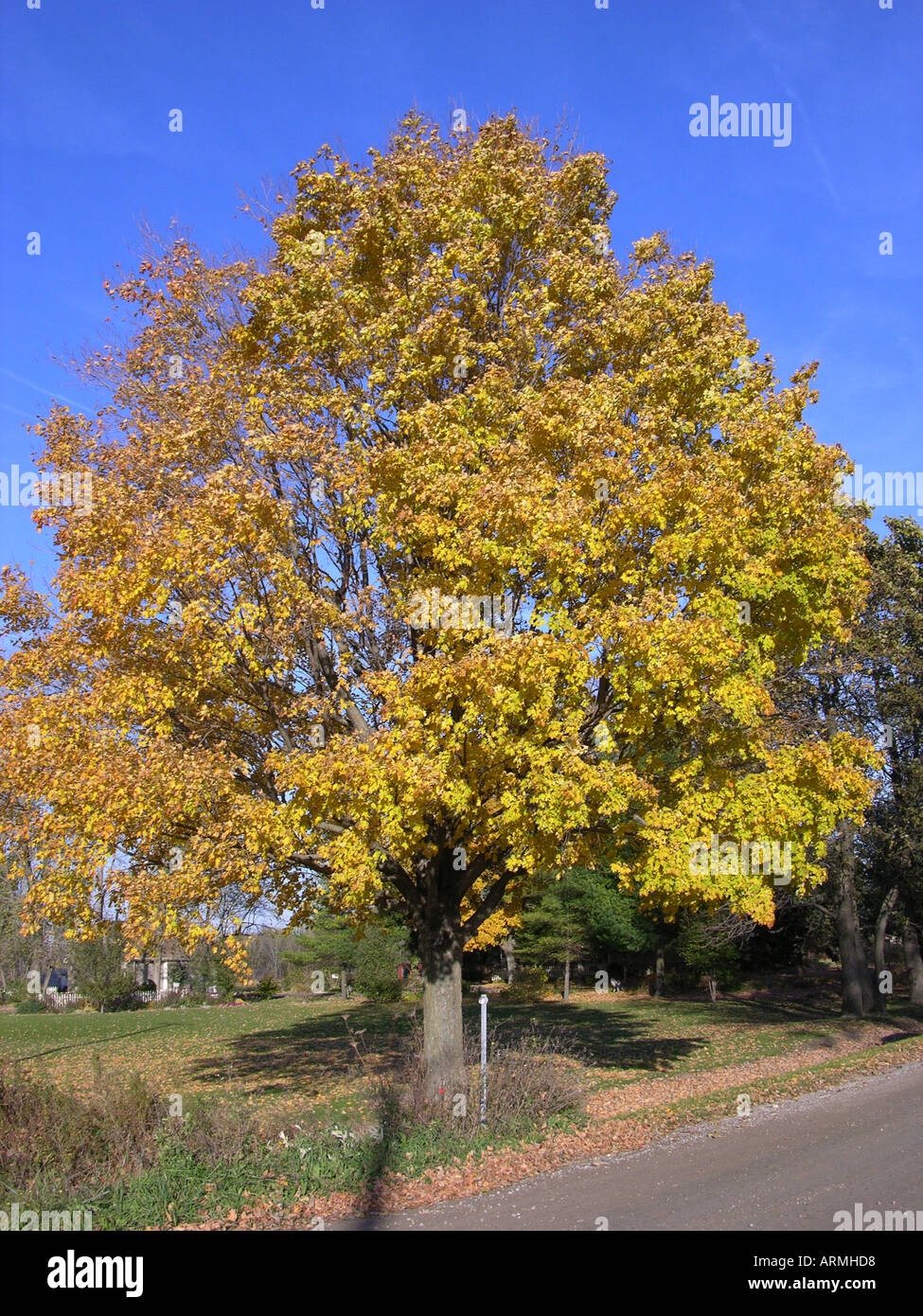 Autumn fall colors with colorful maple trees with yellow leaves in ...
