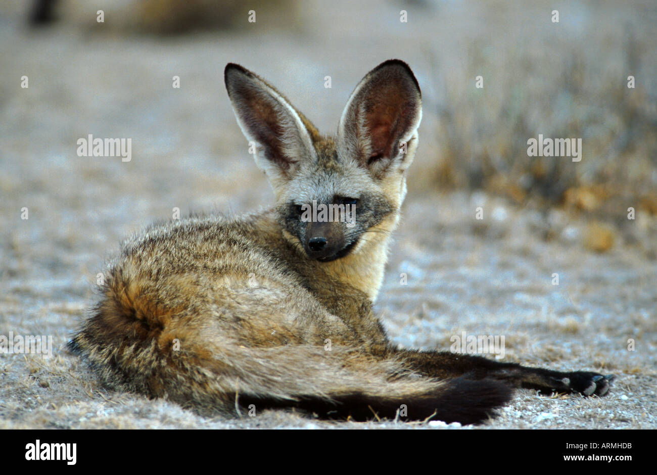 bat-eared fox (Otocyon megalotis), Namibia, Etosha NP Stock Photo - Alamy