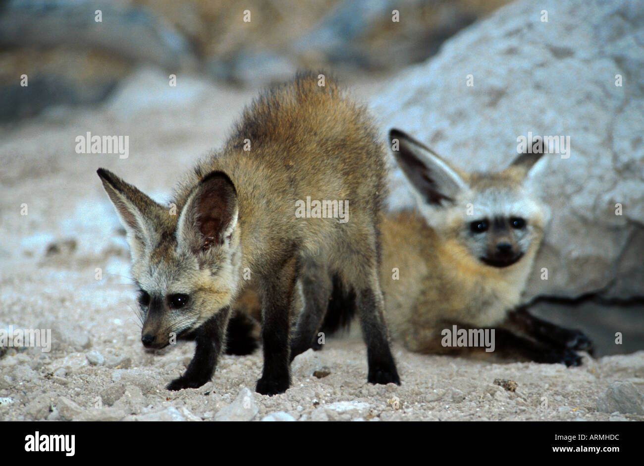 bat-eared fox (Otocyon megalotis), Namibia Stock Photo - Alamy