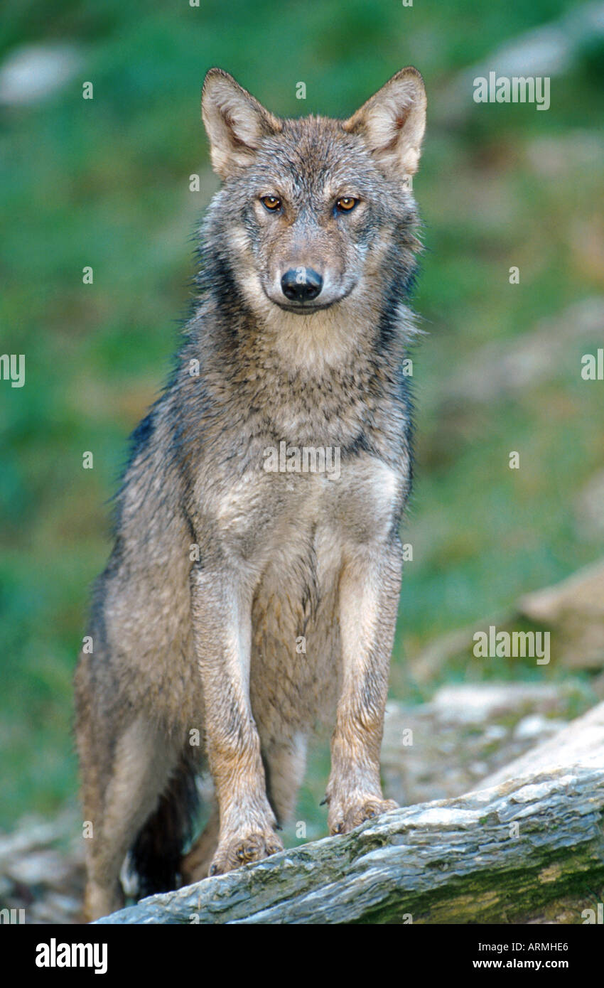 European gray wolf (Canis lupus lupus), Germany Stock Photo - Alamy