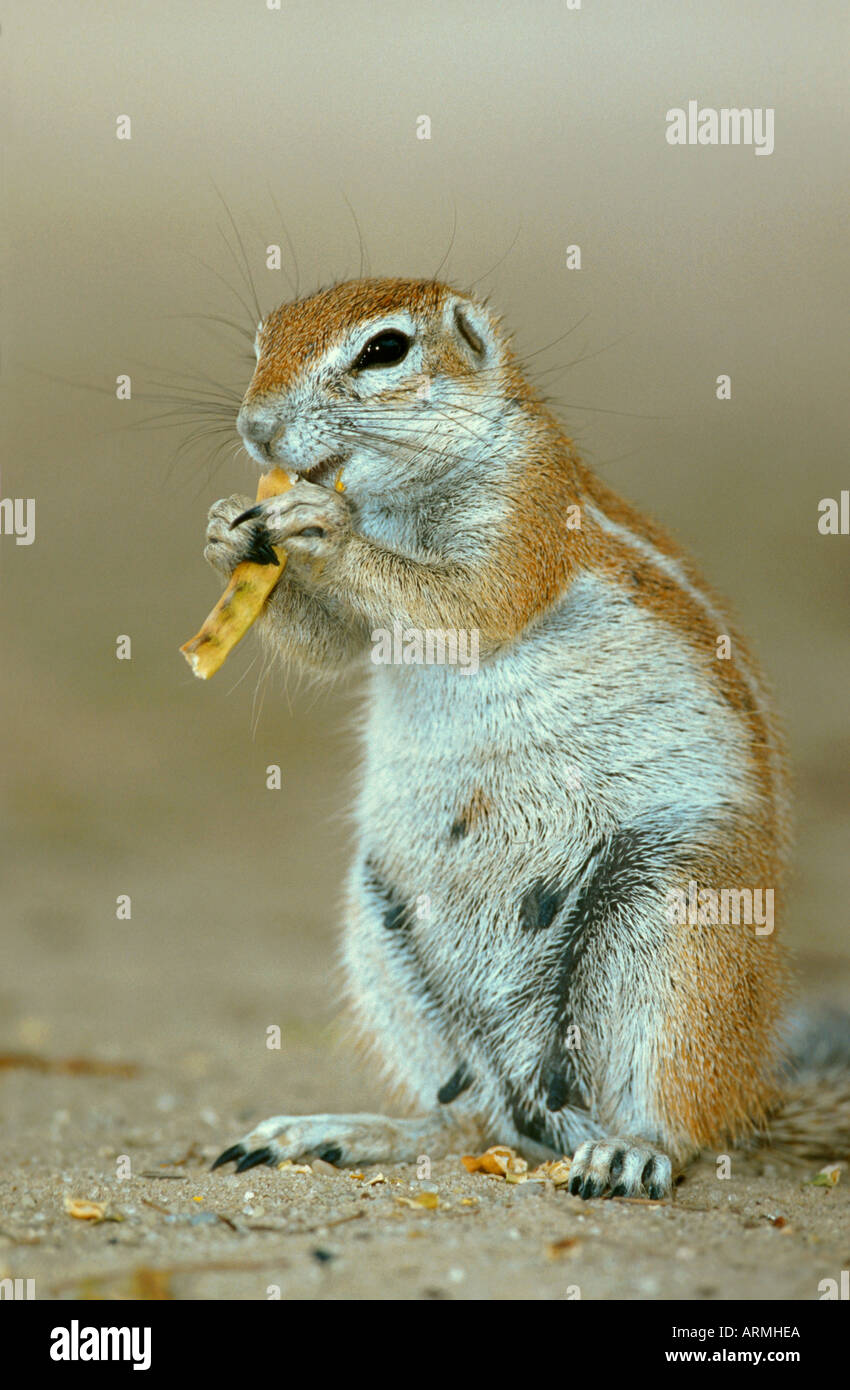 South African ground squirrel, Cape ground squirrel (Geosciurus inauris ...