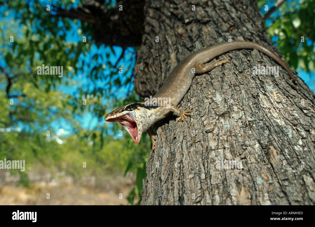 West african skink hi-res stock photography and images - Alamy