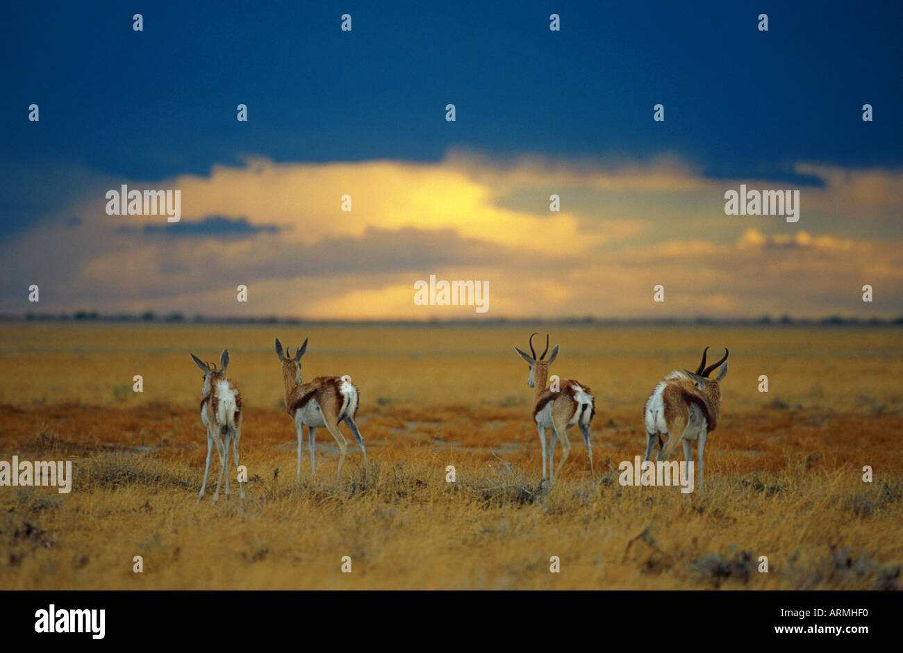 Rear view springbok hi-res stock photography and images - Alamy
