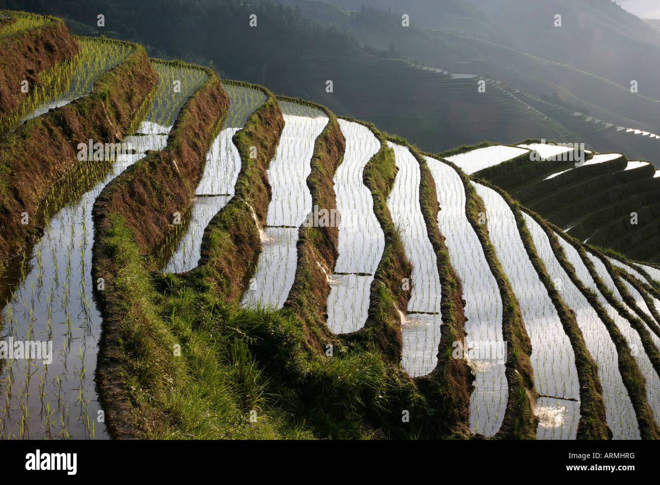 Longsheng terraced ricefields, Guangxi Province, China, Asia Stock ...