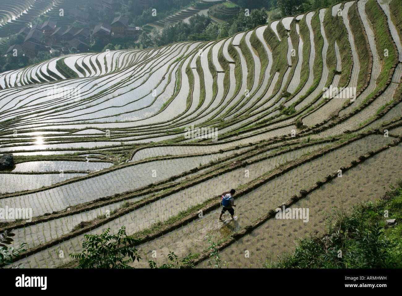 Chinese farmer in ricefield in June, Longsheng terraced ricefields ...