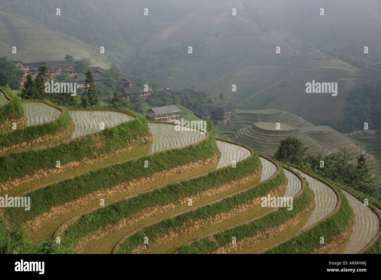Longsheng terraced ricefields in June, Guangxi Province, China, Asia ...