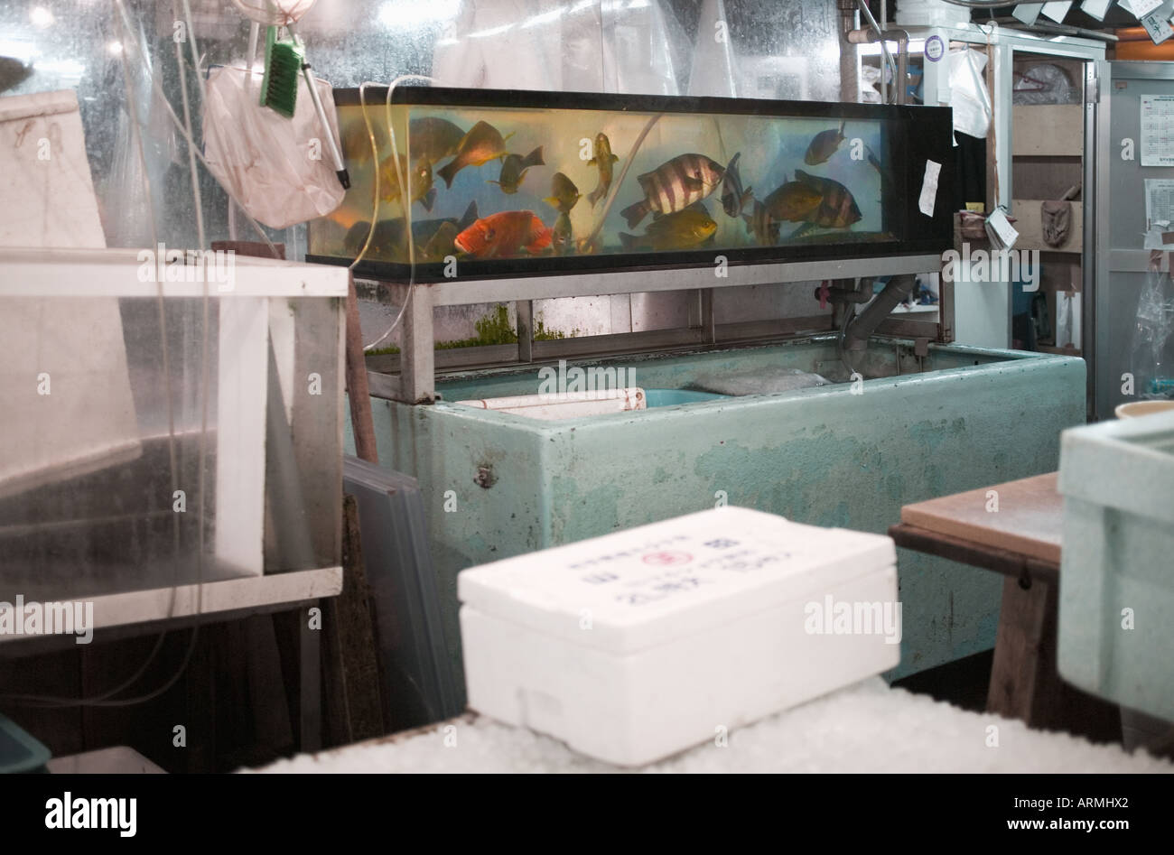 Tropical Fish swim in a tank Stock Photo - Alamy