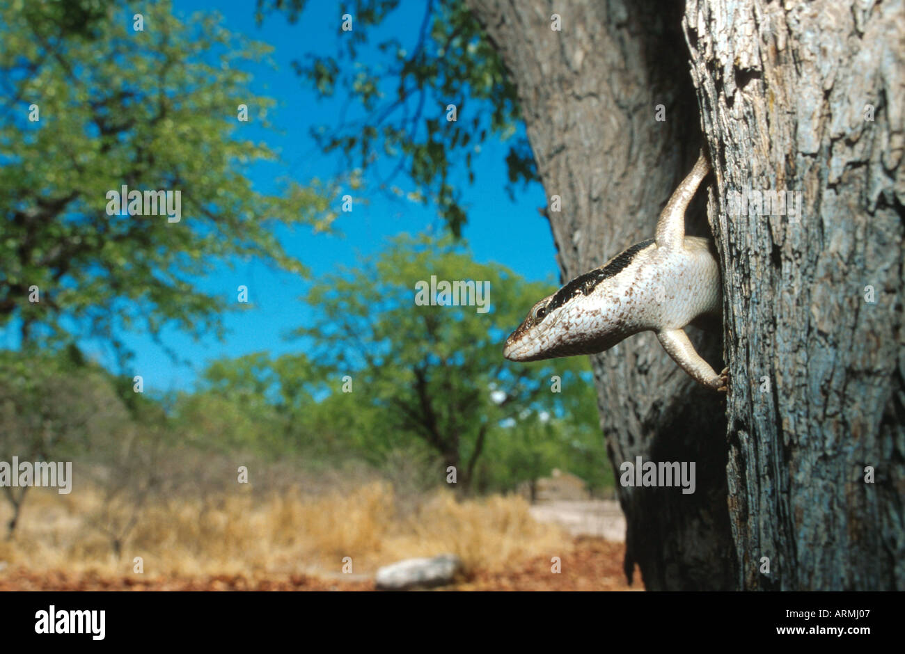 West african skink hi-res stock photography and images - Alamy