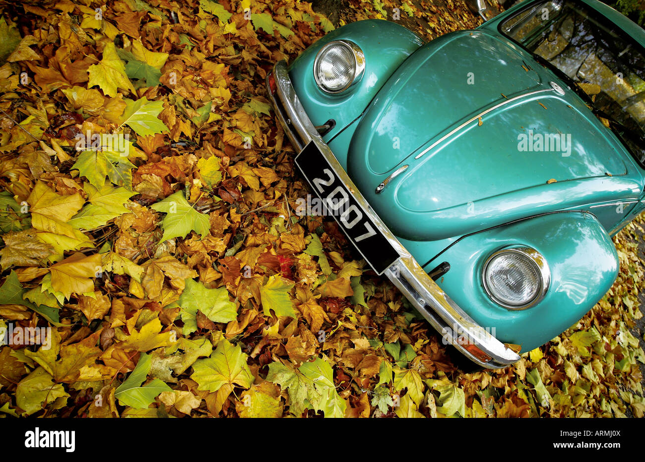 VW Beetle with autumn leaves Stock Photo - Alamy