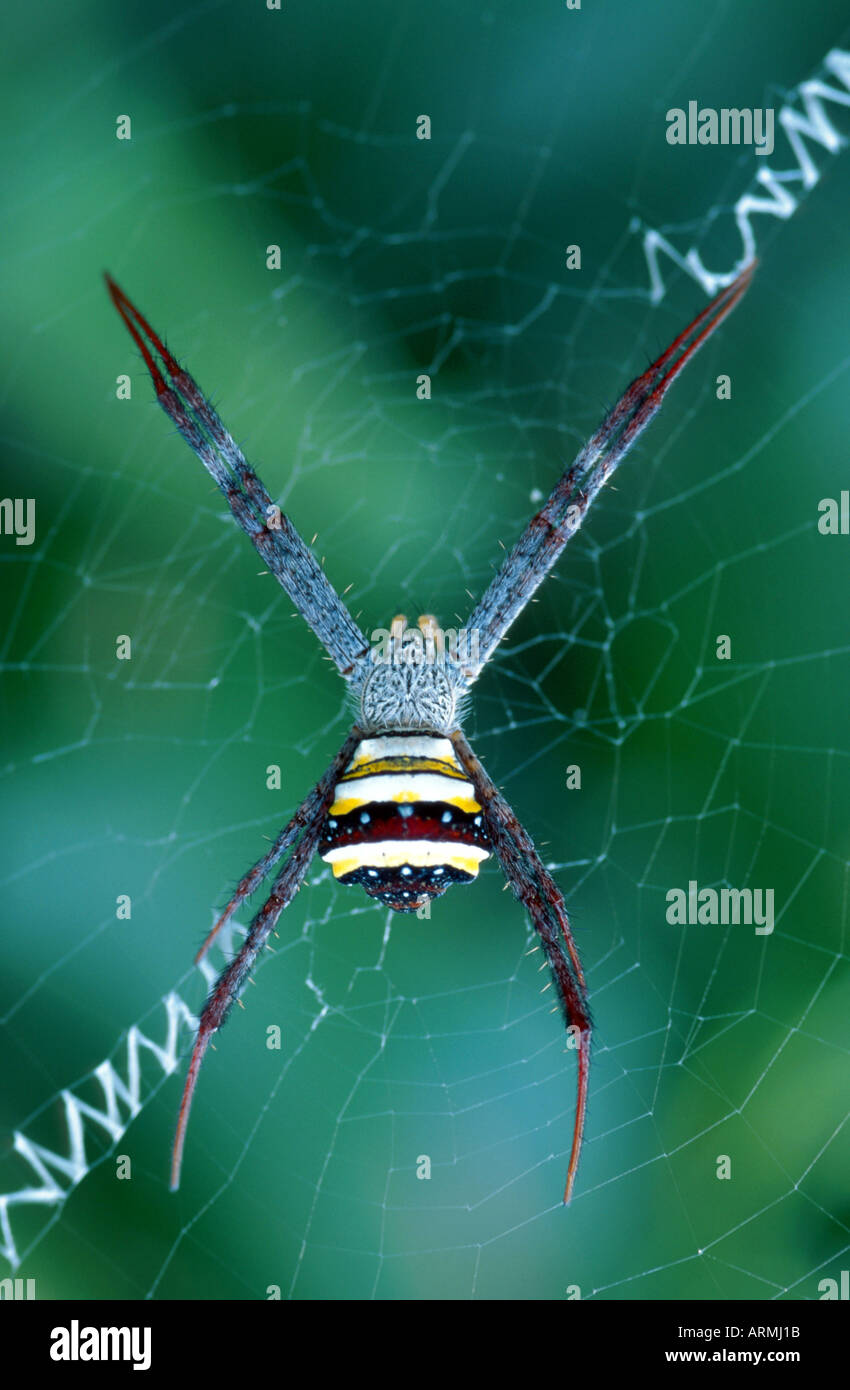 Praying spider hi-res stock photography and images - Alamy