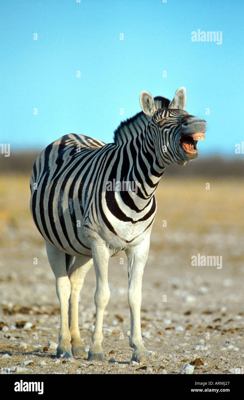 Zebra with mouth open hi-res stock photography and images - Alamy