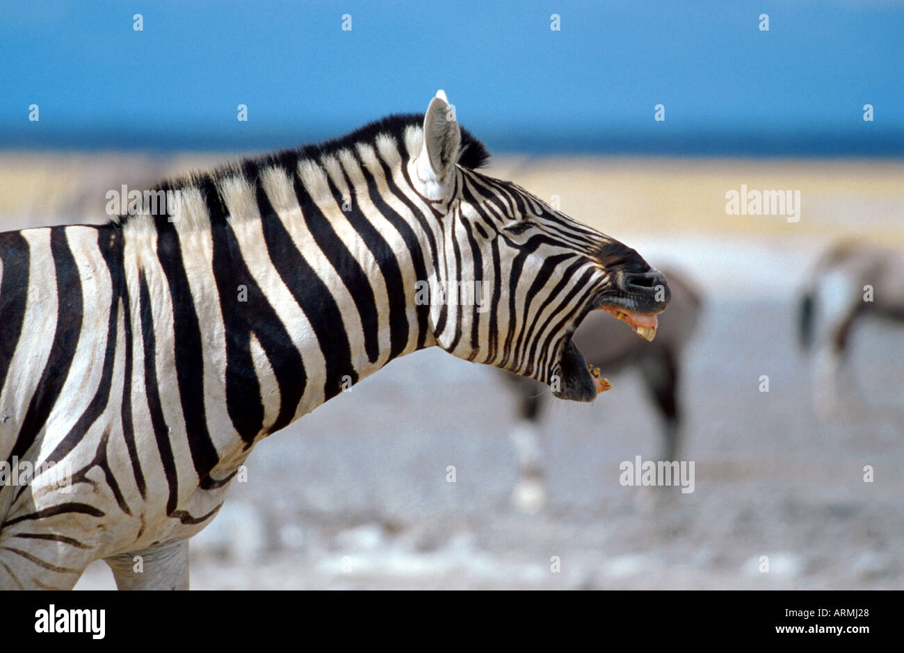 Barking shoulders hi-res stock photography and images - Alamy